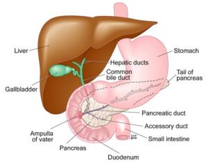 Gastroparesis Vs Gls Testing Ges Dumping Syndrome
