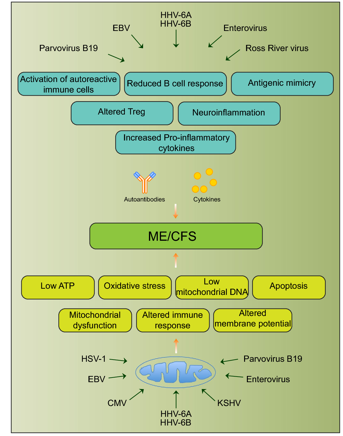 Myalgic Encephalomyelitis (ME)/Chronic Fatigue Syndrome (CFS) - Dr ...