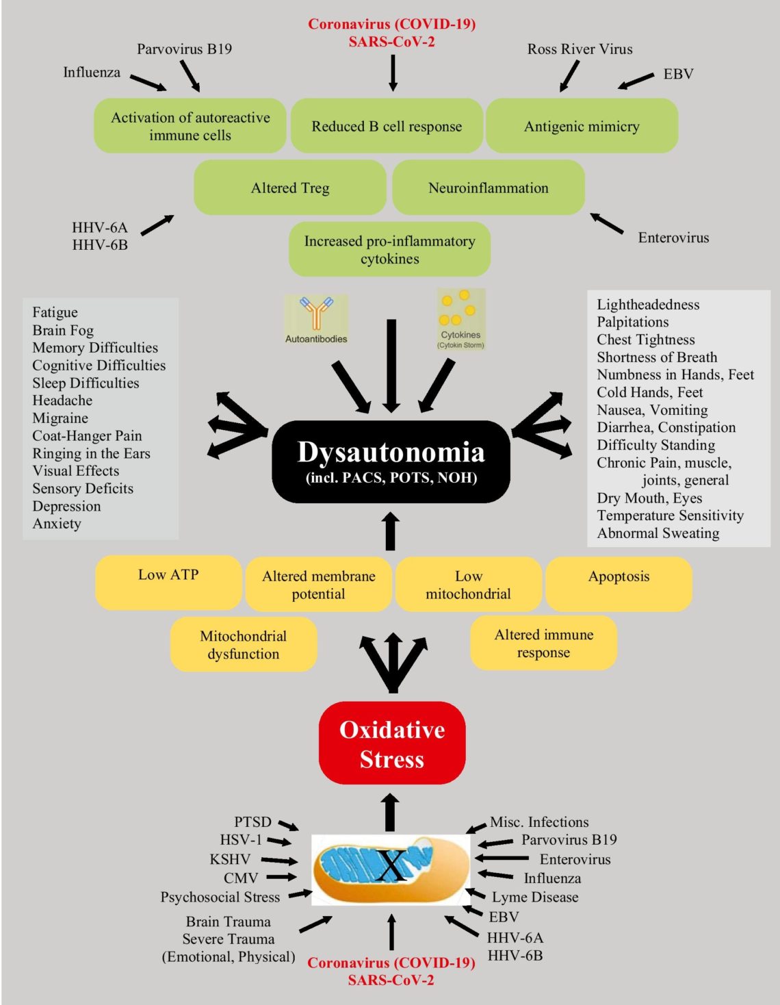 Long-COVID Syndrome and the Cardiovascular System: A Review of ...