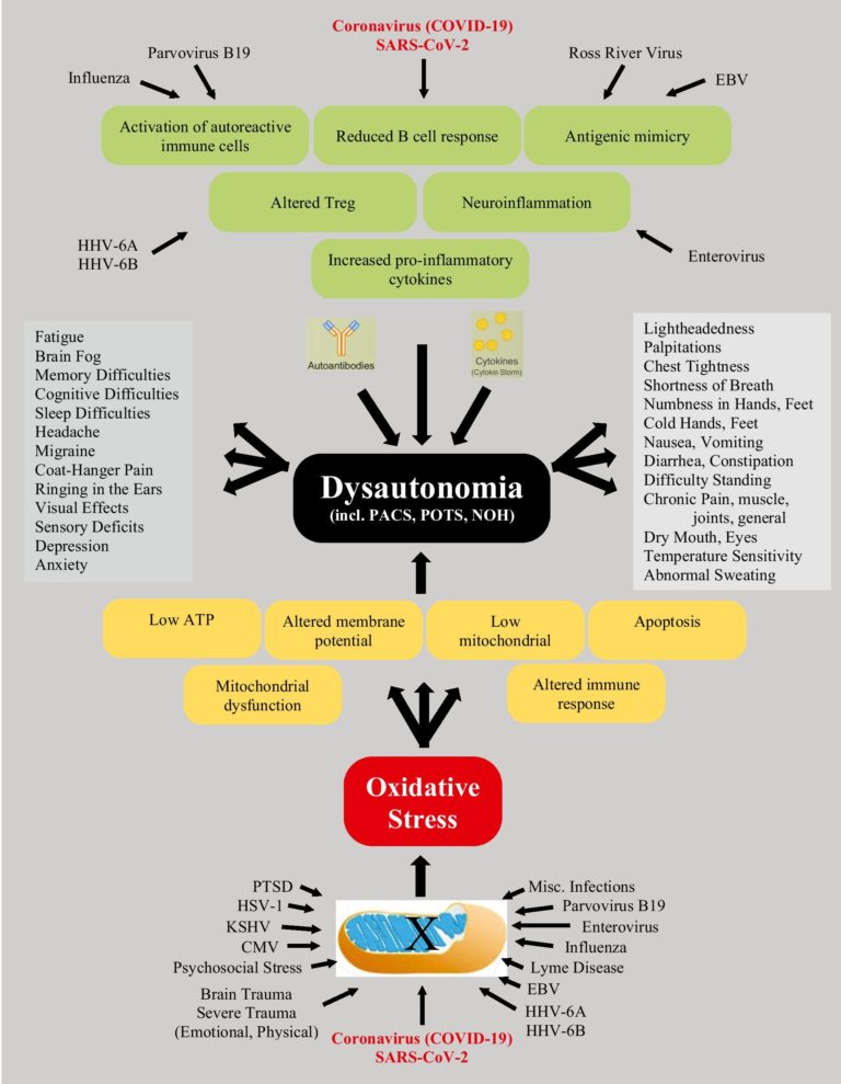 Long-COVID Syndrome and the Cardiovascular System: A Review of ...